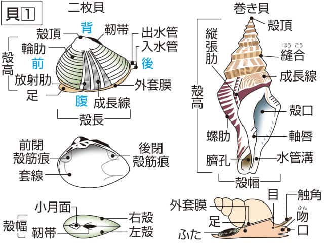 貝の画像