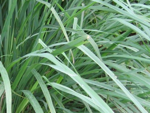 レモングラスとは何? わかりやすく解説 Weblio辞書 レモングラスとは何? わかりやすく解説 Weblio辞書